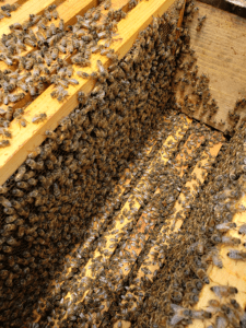 Master Beekeeping Resources - Eastern Apicultural Society