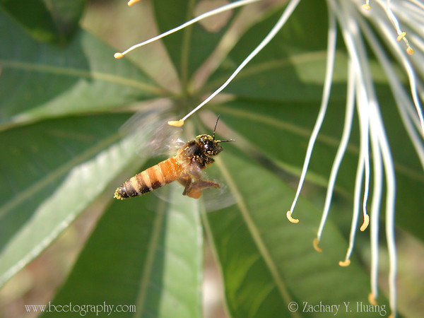 Digital Bee Photography - Eastern Apicultural Society
