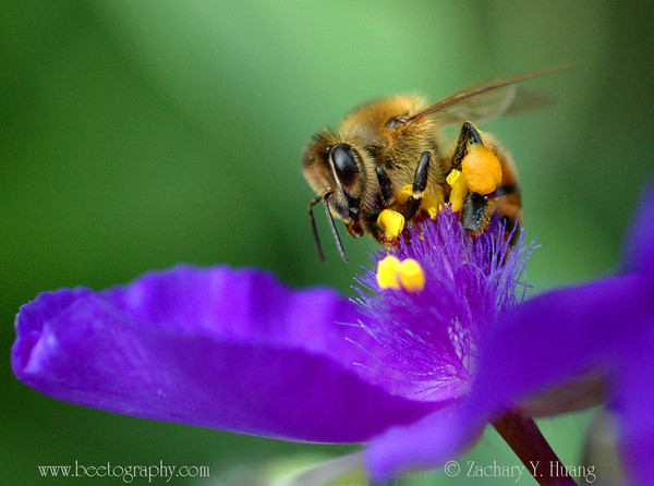Digital Bee Photography - Eastern Apicultural Society