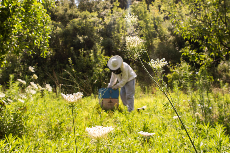 Universities - Eastern Apicultural Society